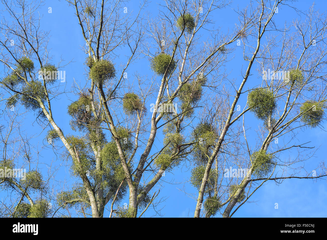 mistletoe parasite plant on tree Stock Photo - Alamy