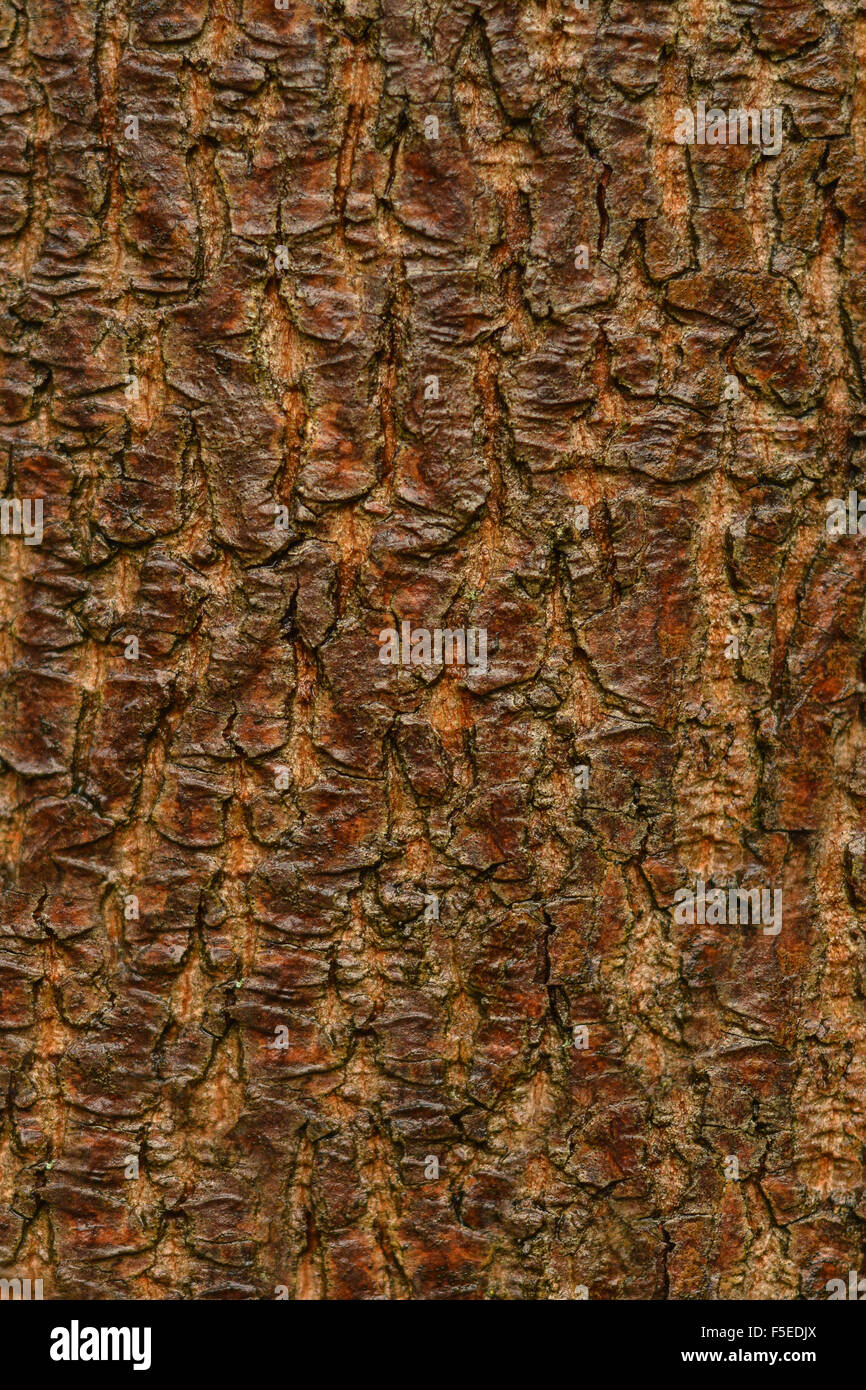 Seamless tree bark wood texture hi-res stock photography and images - Alamy
