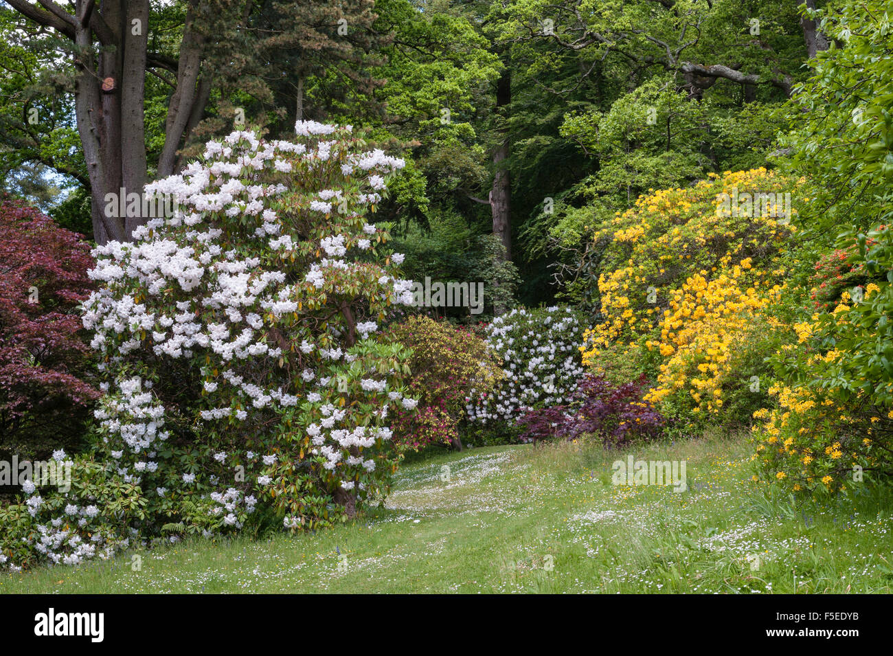 Stourhead, Wiltshire, UK, a world-famous 18c Picturesque landscape ...