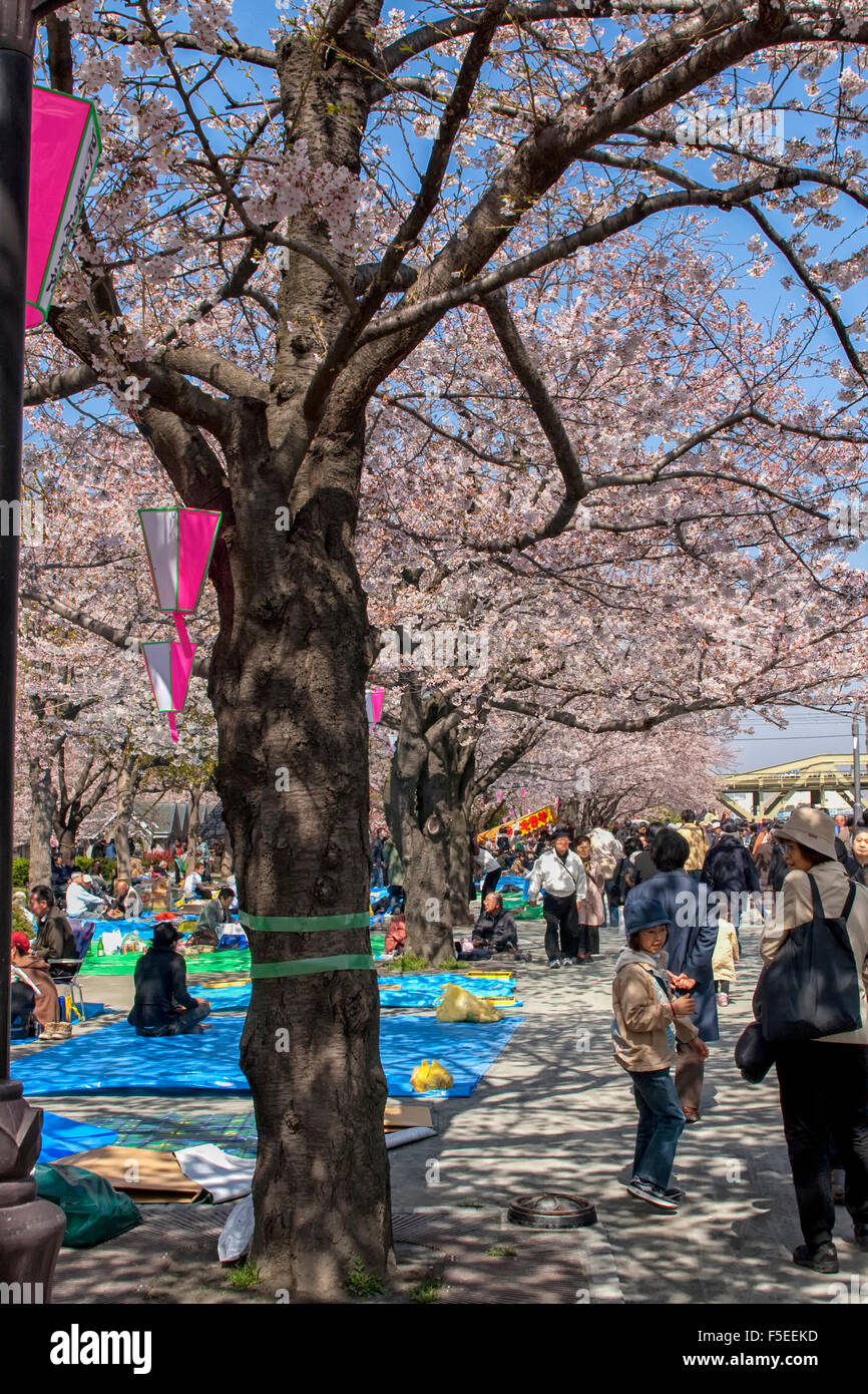 Cherry blossom celebration (called hanami) in Tokyo on April 3 2010 in ...