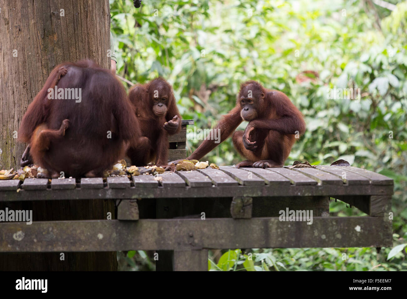 Orangutans at the Orangutan sanctuary in Sepilok, in Malaysian Borneo ...