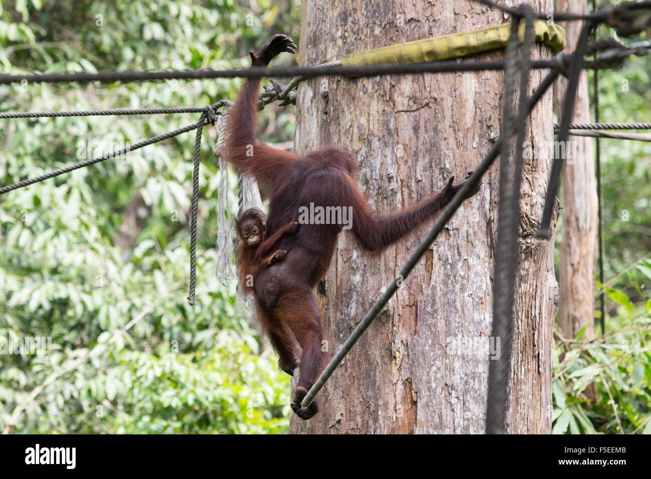 Orangutans at the Orangutan sanctuary in Sepilok, in Malaysian Borneo ...