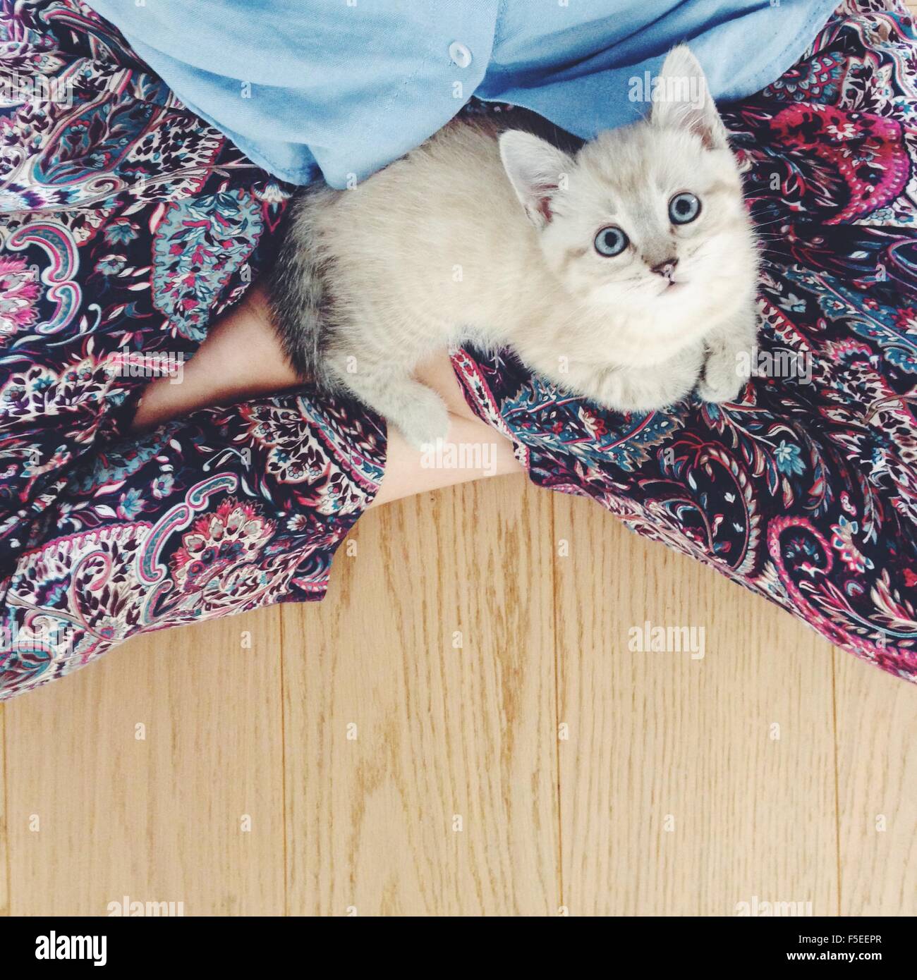 Cat sitting on a square on the floor hi-res stock photography and ...