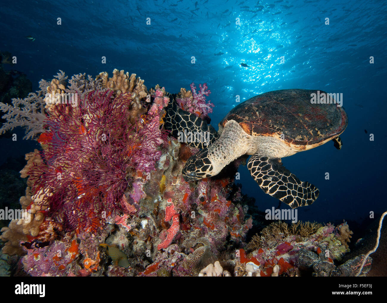 Palau underwater hi-res stock photography and images - Alamy