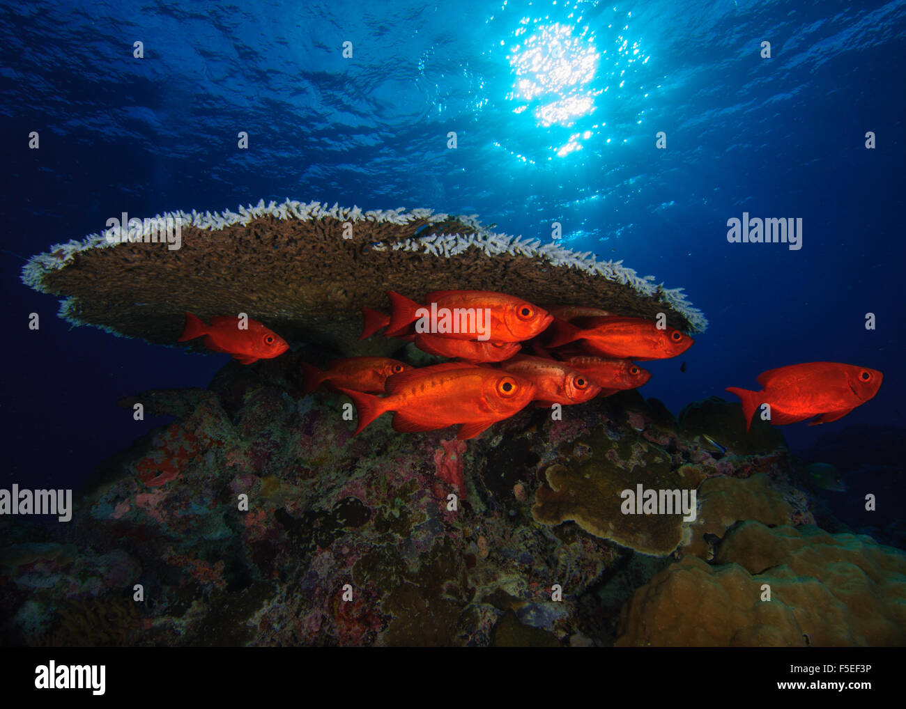 Shoal of fish hiding next to coral reef, Palau, Micronesia Stock Photo ...