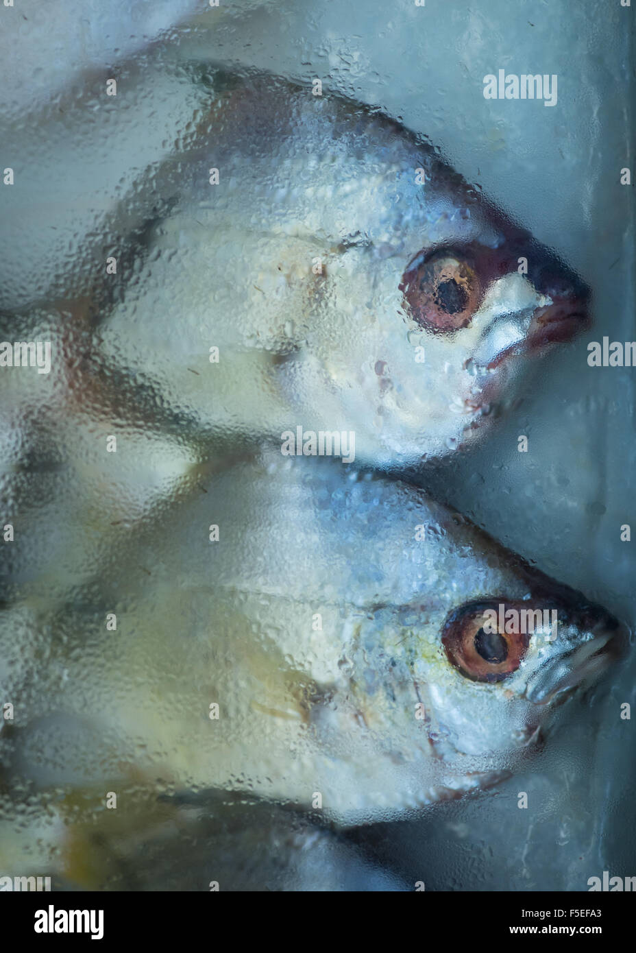 Frozen fish hi-res stock photography and images - Alamy