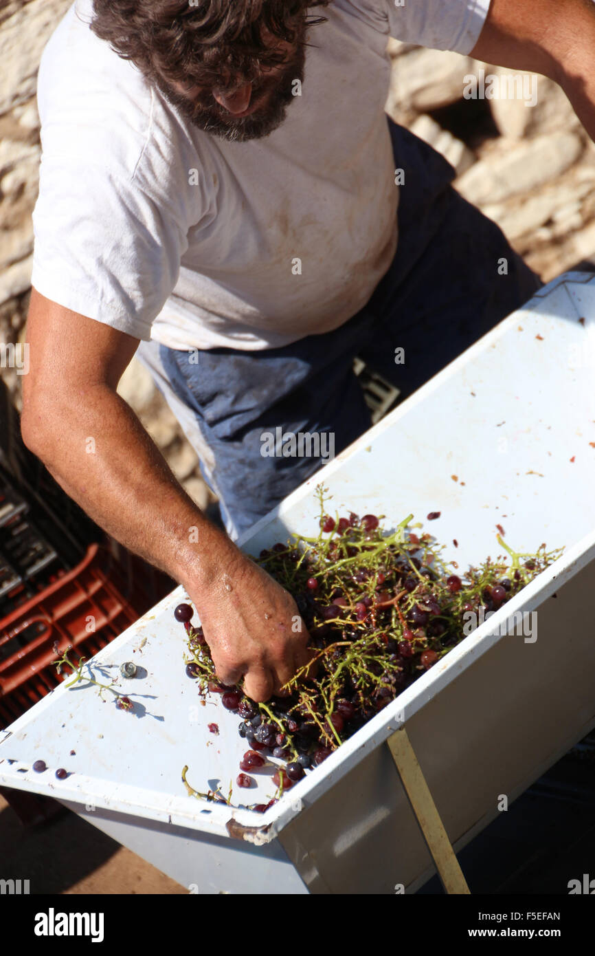 Only vineyard hi-res stock photography and images - Alamy