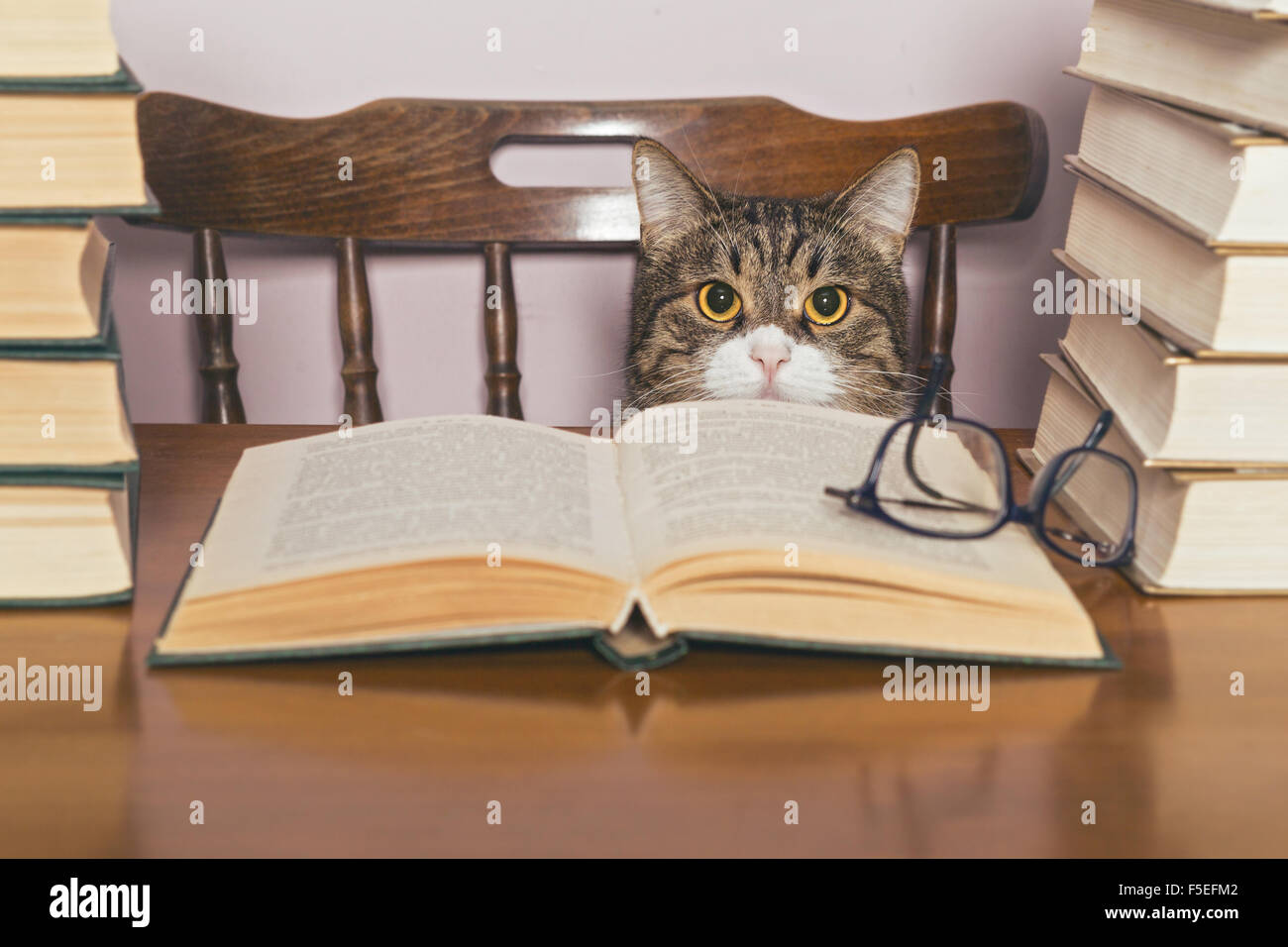 Cat animal table hi-res stock photography and images - Alamy