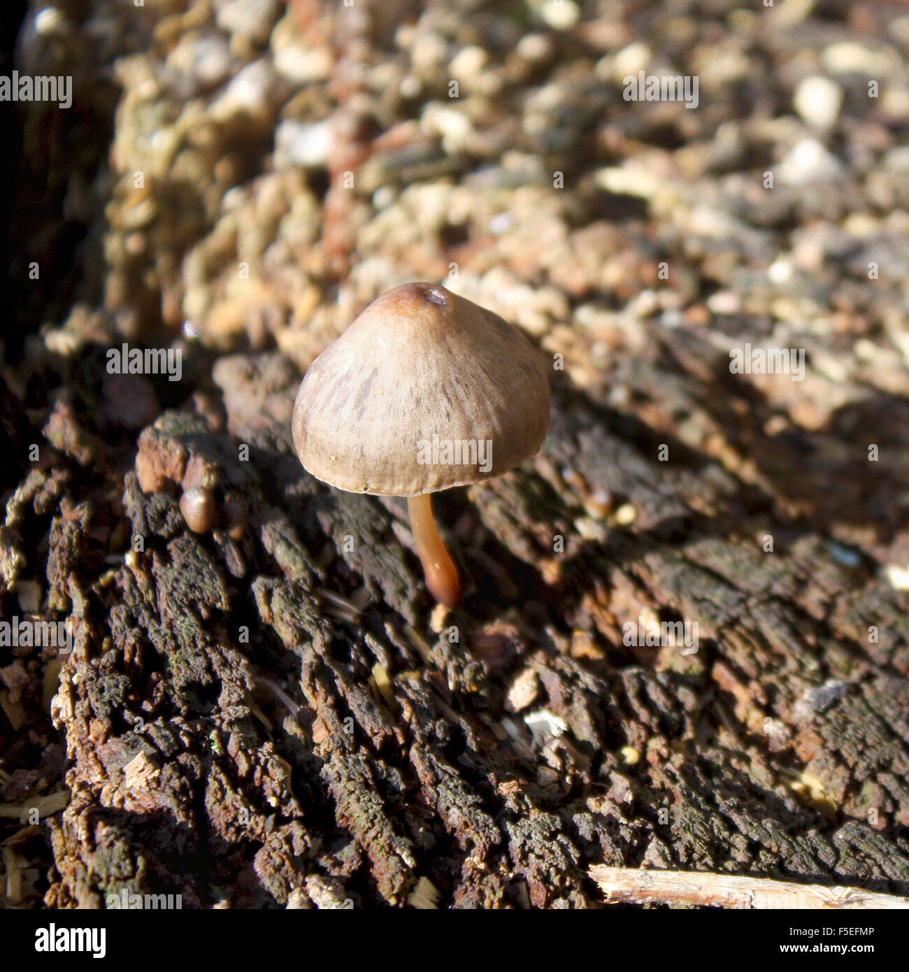 One Little Mushroom Stock Photo - Alamy