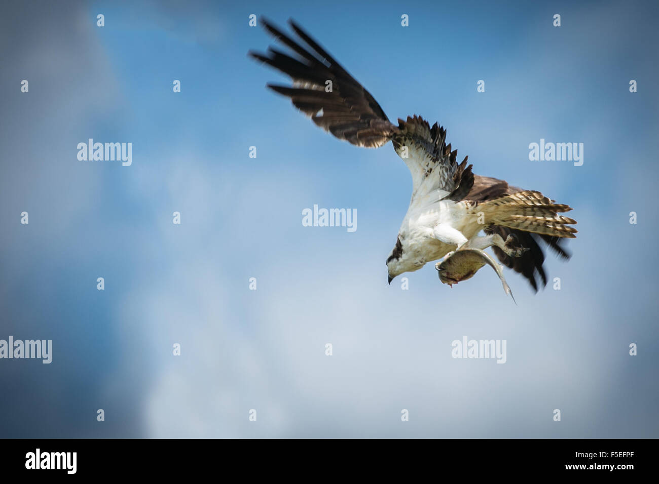Osprey in flight hi-res stock photography and images - Alamy