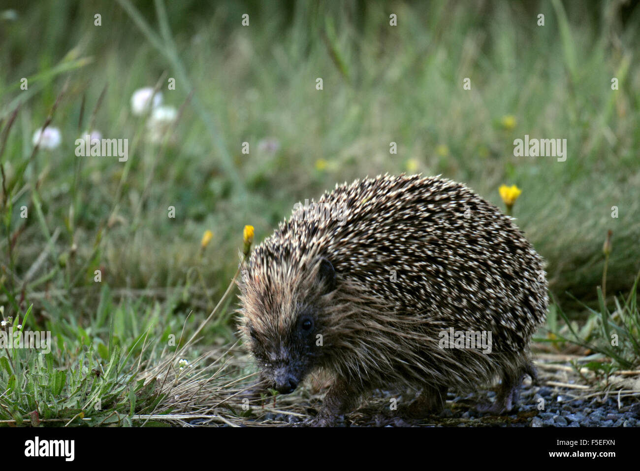 Brown breasted or European hedgehog, Erinaceus europaeus, invasive ...