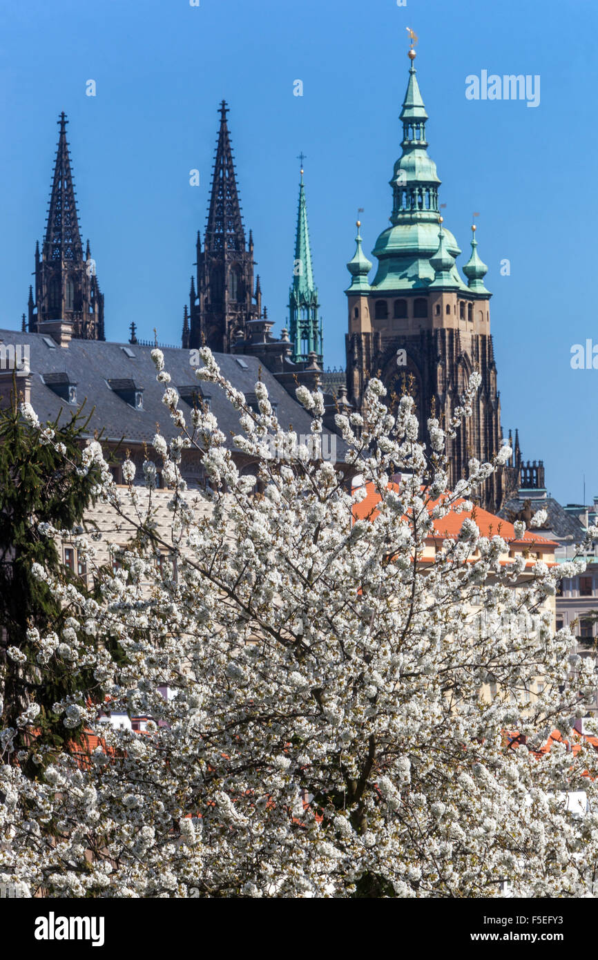 View of Prague Castle Cathedral and flowering tree Czech Republic ...