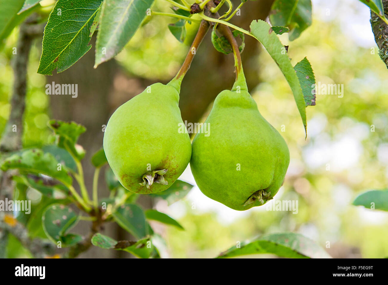 Ripe pears pear leaves hi-res stock photography and images - Alamy
