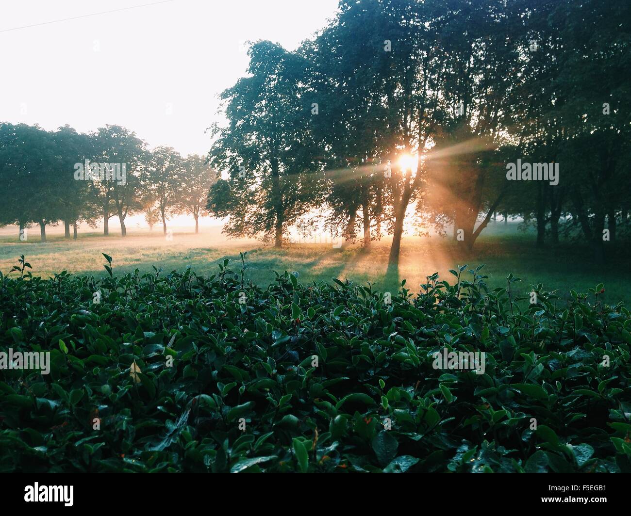 Lens flare through the trees hi-res stock photography and images - Alamy