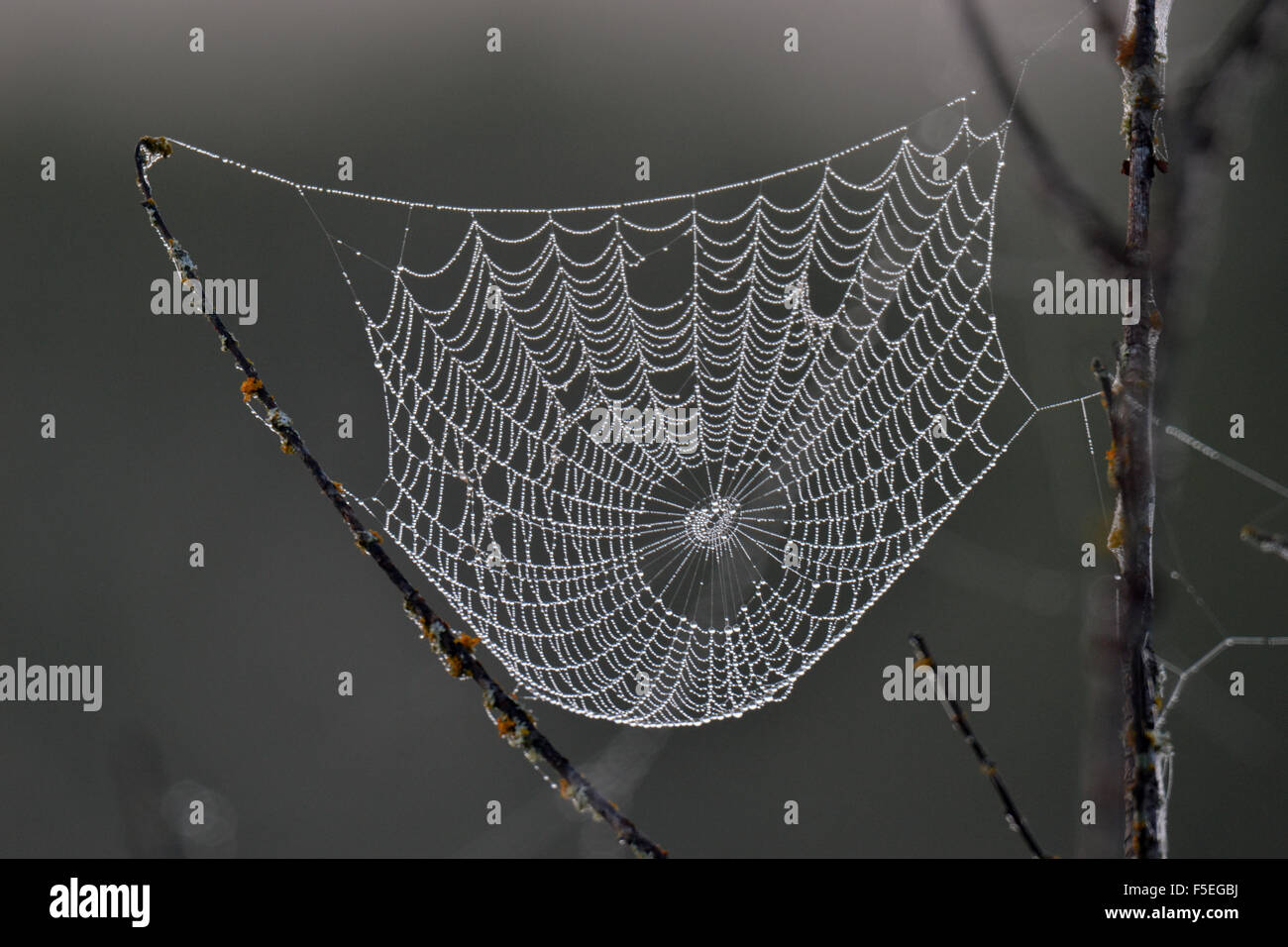 Spider cob web at dawn, South Island, New Zealand Stock Photo - Alamy