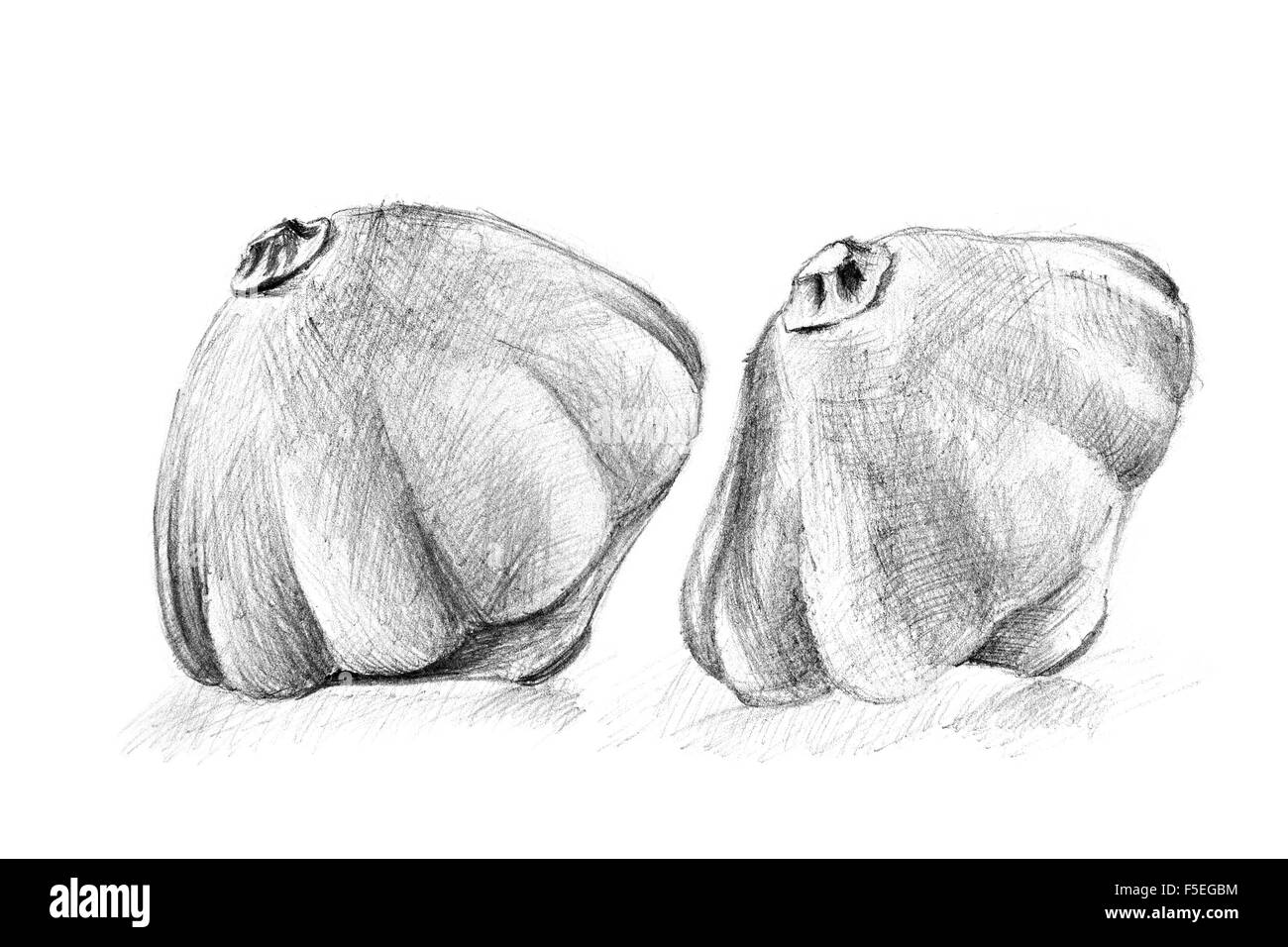 Pencil drawing by the squash on the white paper. Original pencil or ...