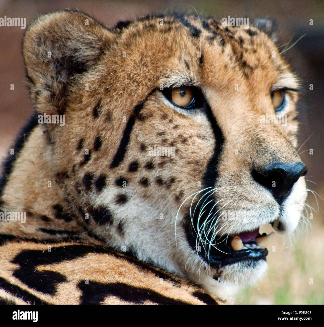 Cheetah Face Close Up