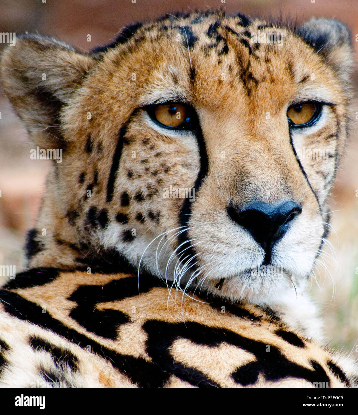Cheetah side profile hi-res stock photography and images - Alamy