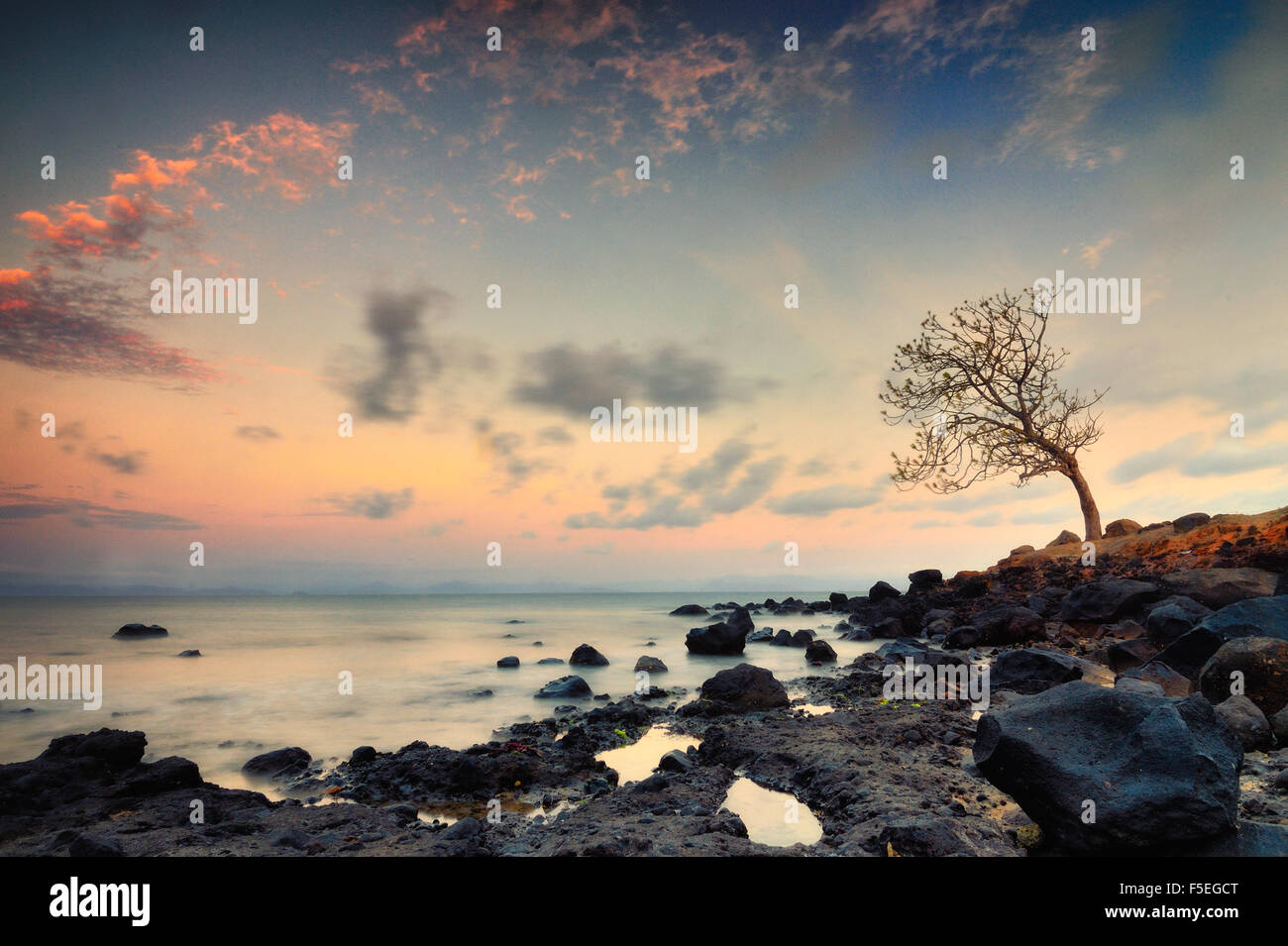 Coastline tree hi-res stock photography and images - Alamy