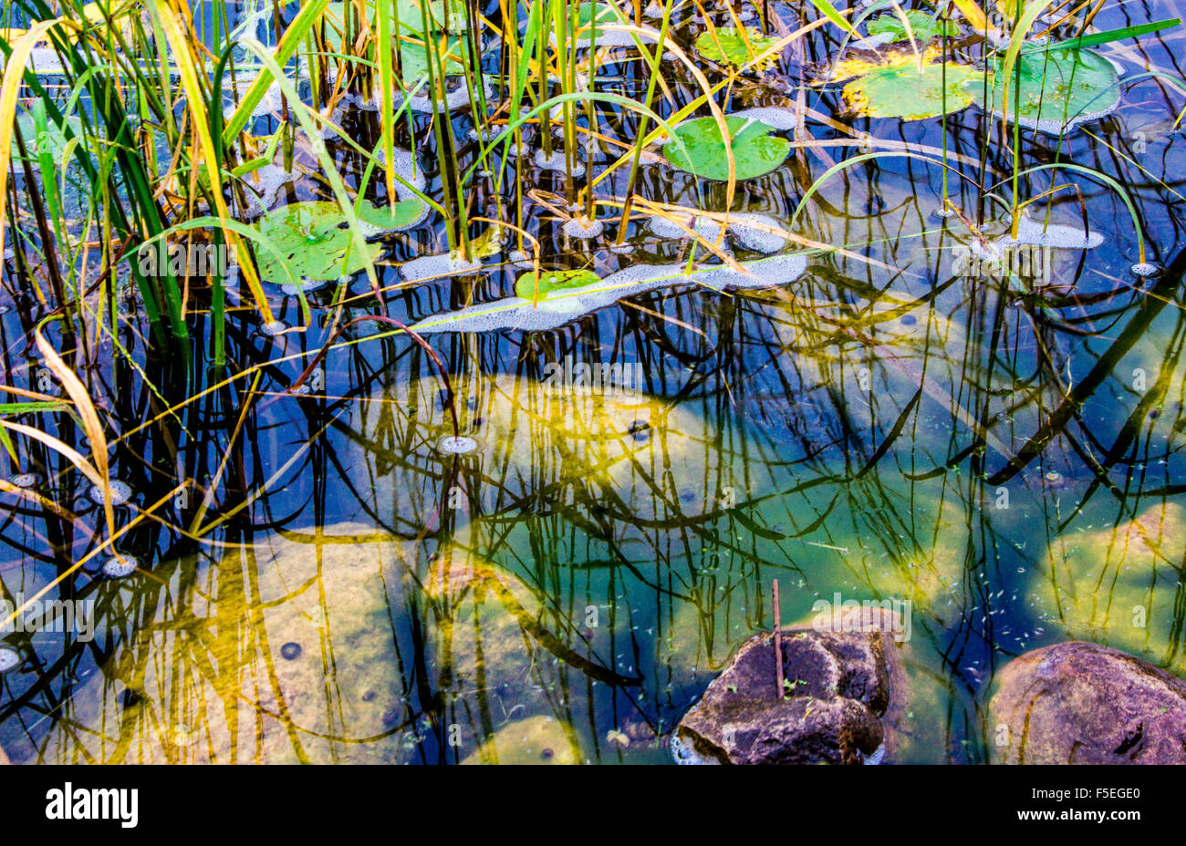 Water lilies hi-res stock photography and images - Alamy