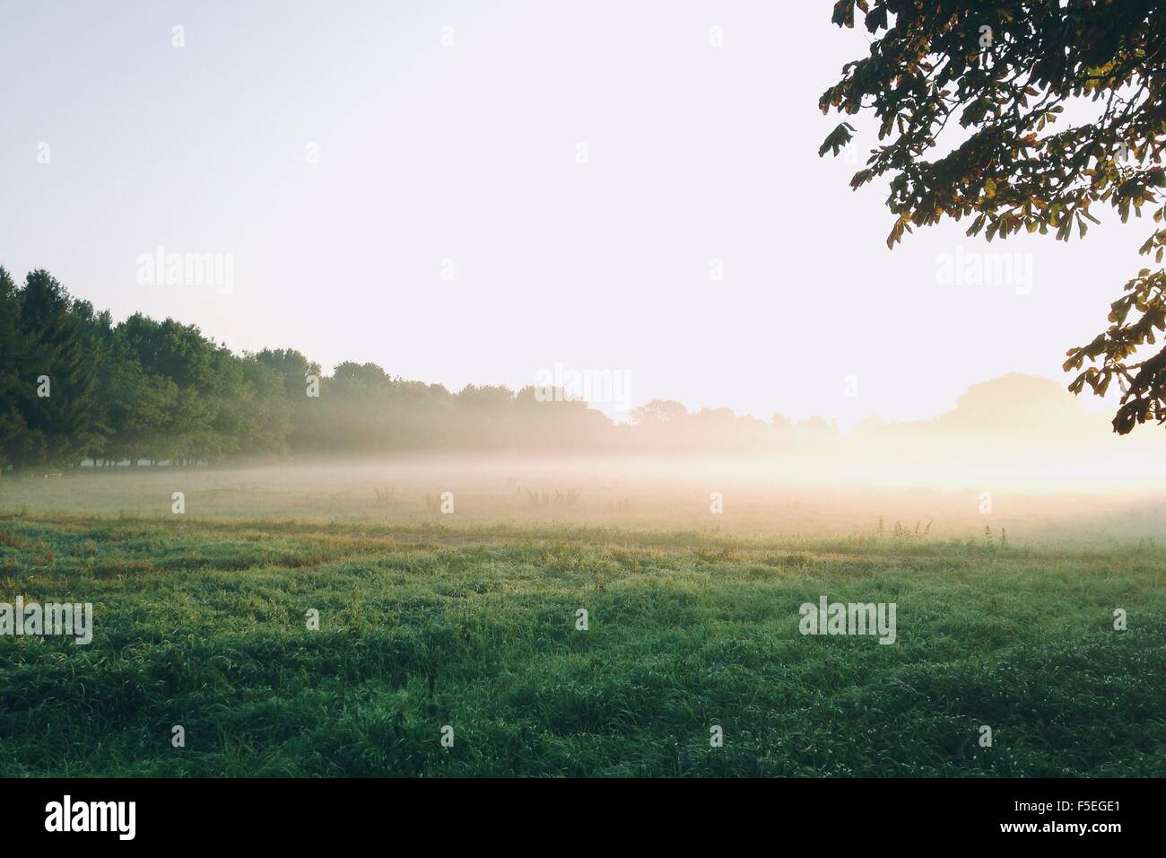Fog over field hi-res stock photography and images - Alamy