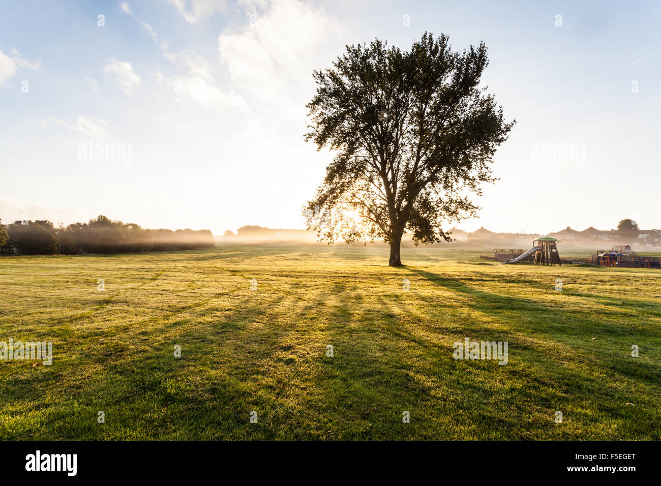 Common tree uk hi-res stock photography and images - Alamy