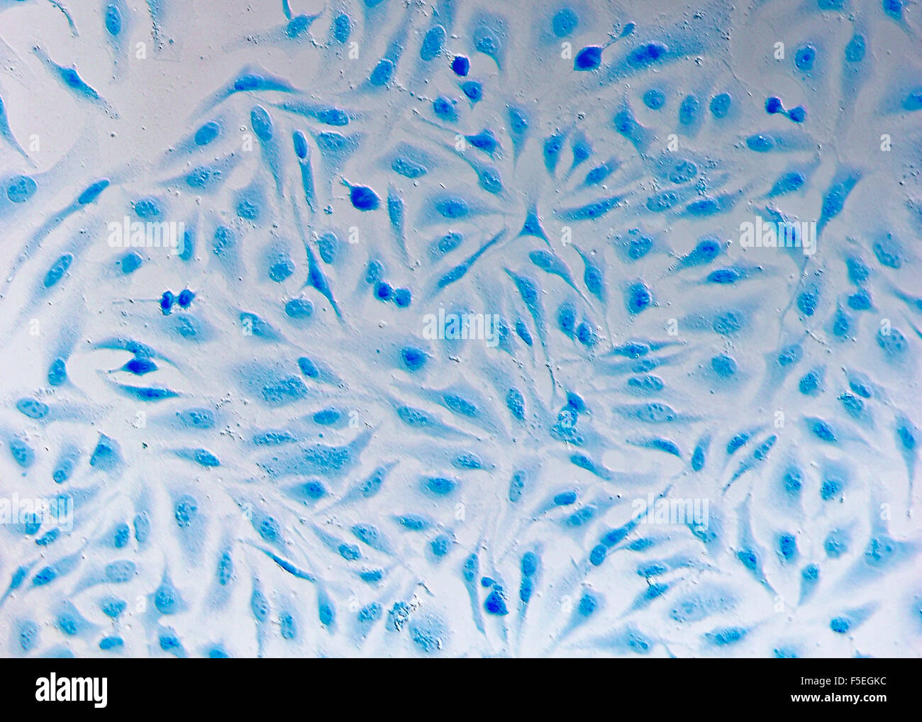 Henrietta lacks hi-res stock photography and images - Alamy