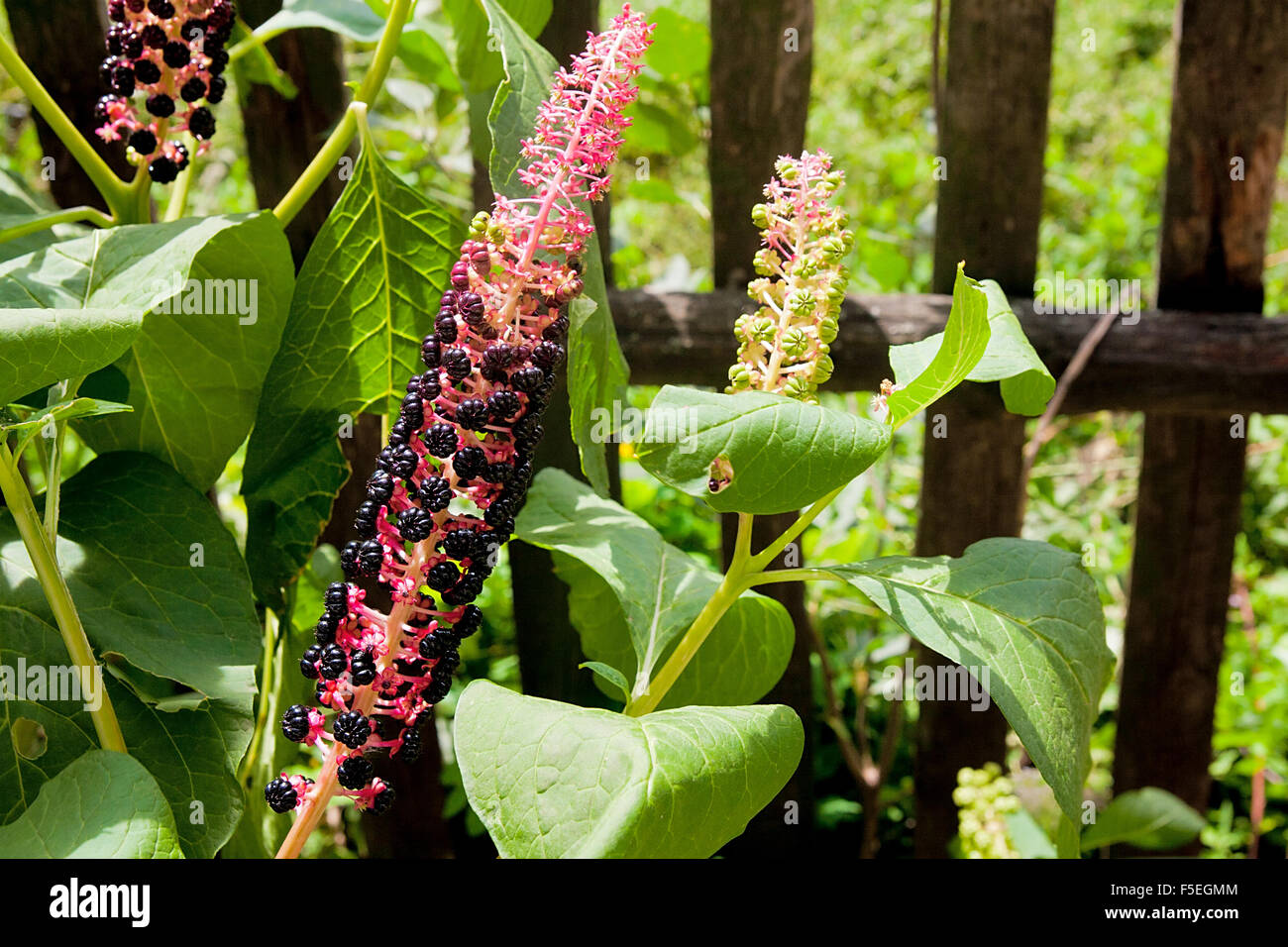 Pokeberry phytolacca americana hi-res stock photography and images - Alamy