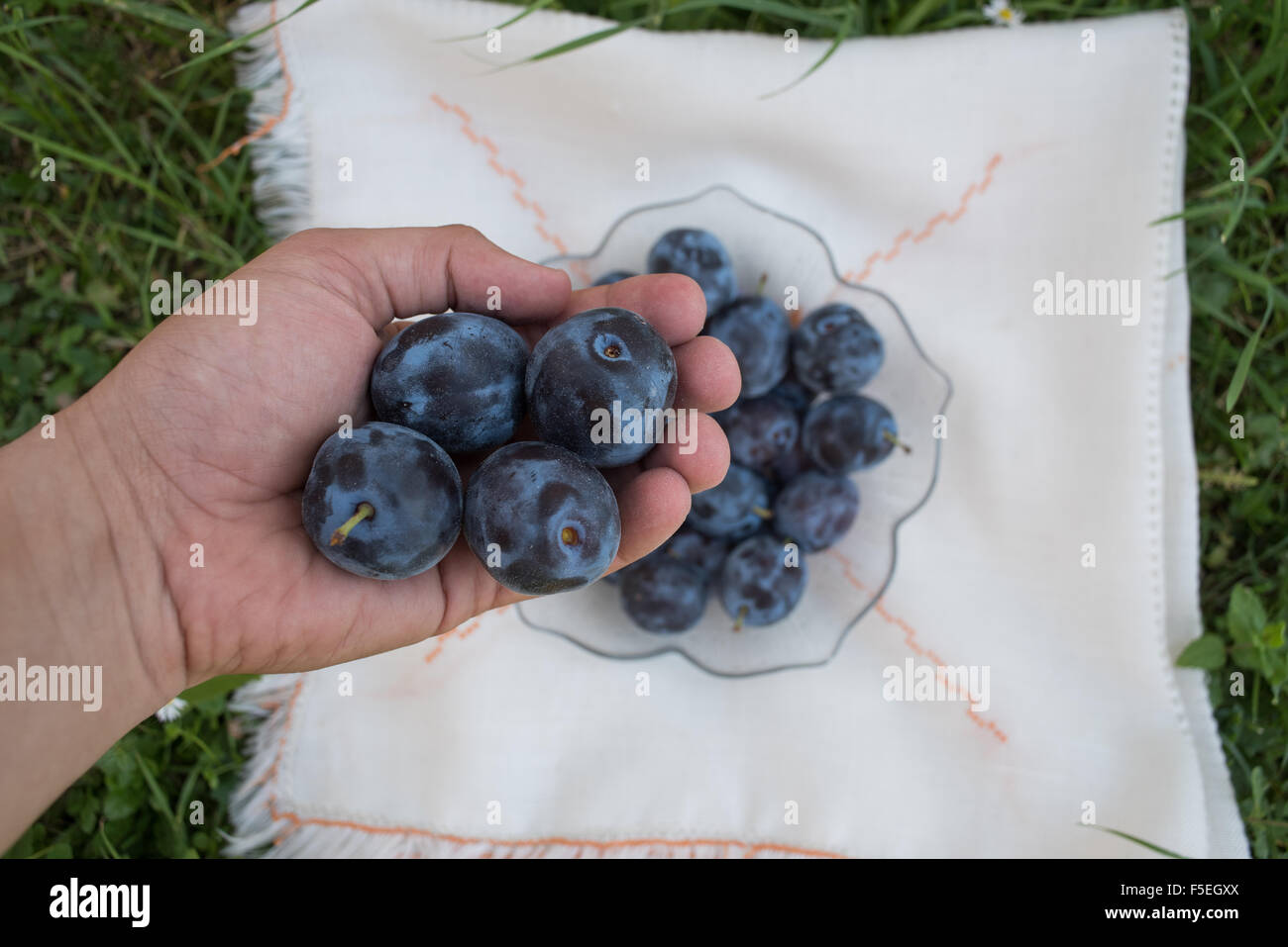 Hand holding plums and bowl of plums Stock Photo - Alamy