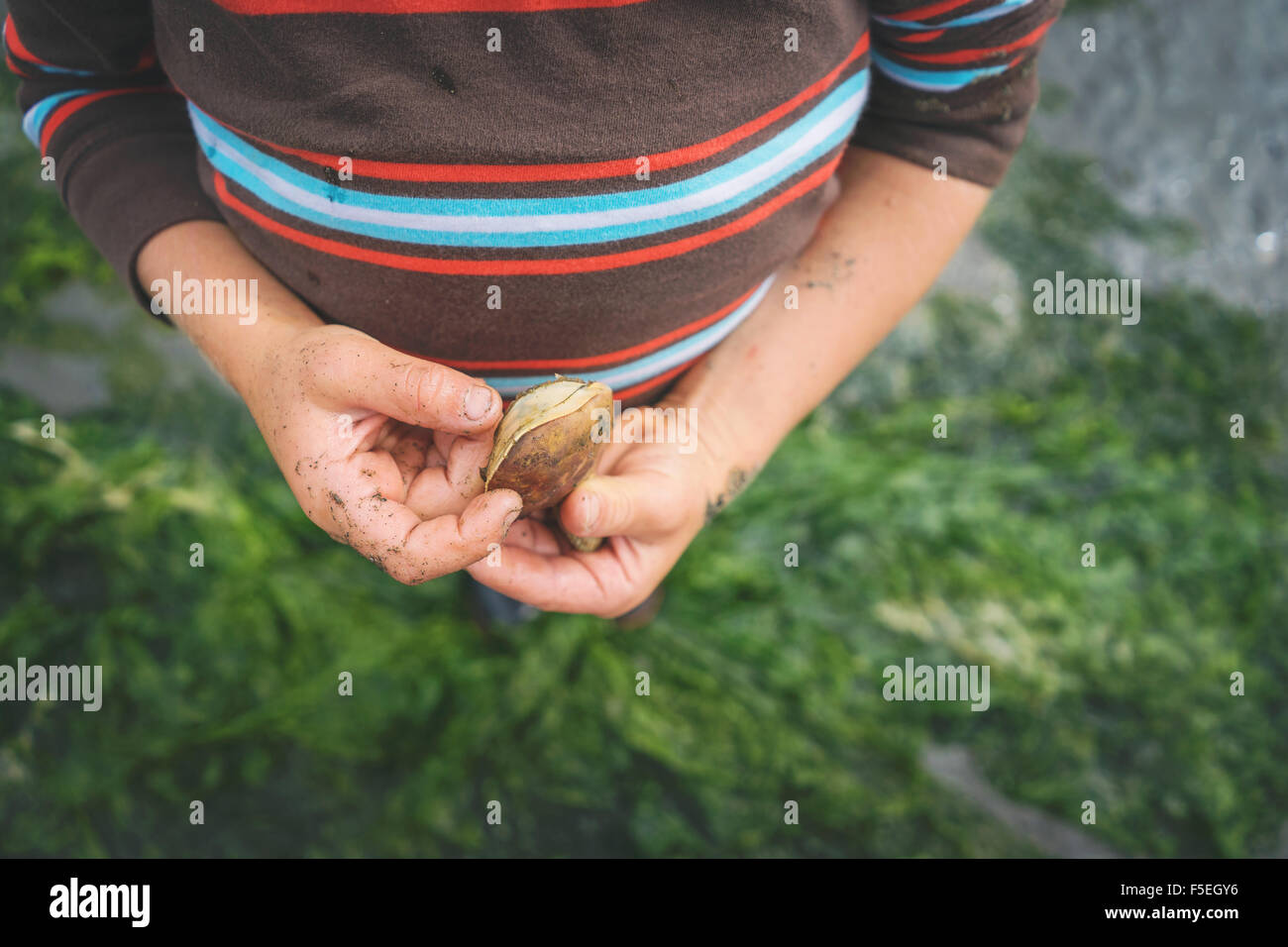 Boy holding a fresh clam Stock Photo - Alamy