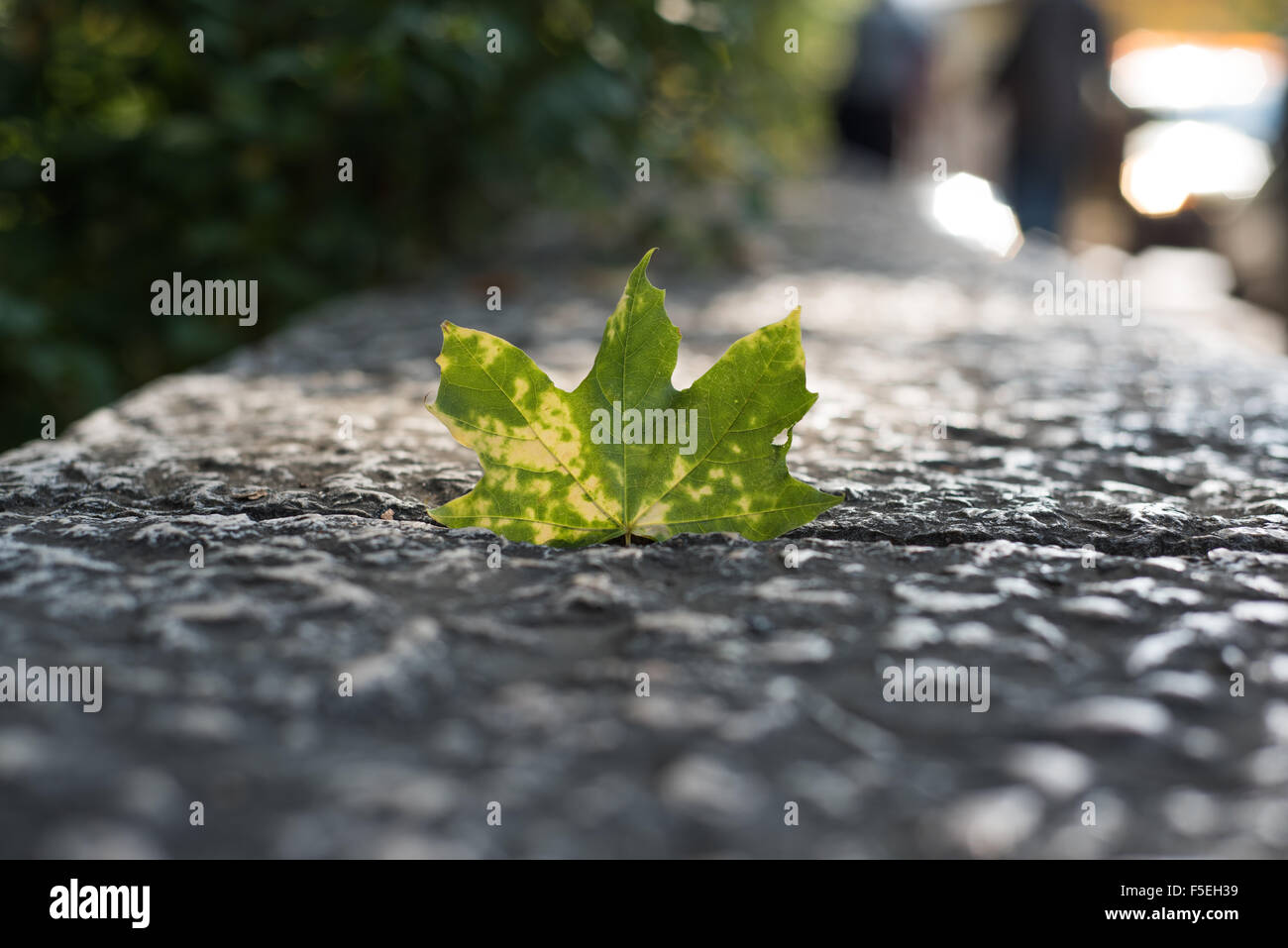 Leaf on the ground Stock Photo - Alamy