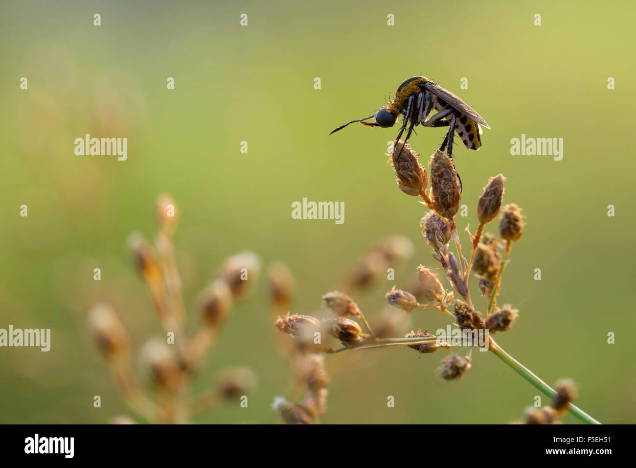Hunchback bee on a plant, Semarang, Central Java, Indonesia Stock Photo ...