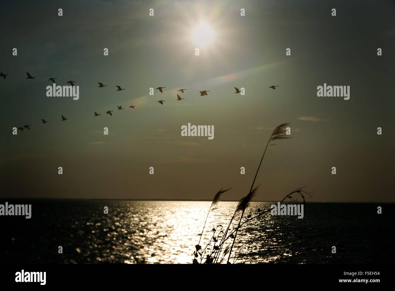 Flock of geese flying in V formation, Chesapeake Bay, Maryland, USA ...