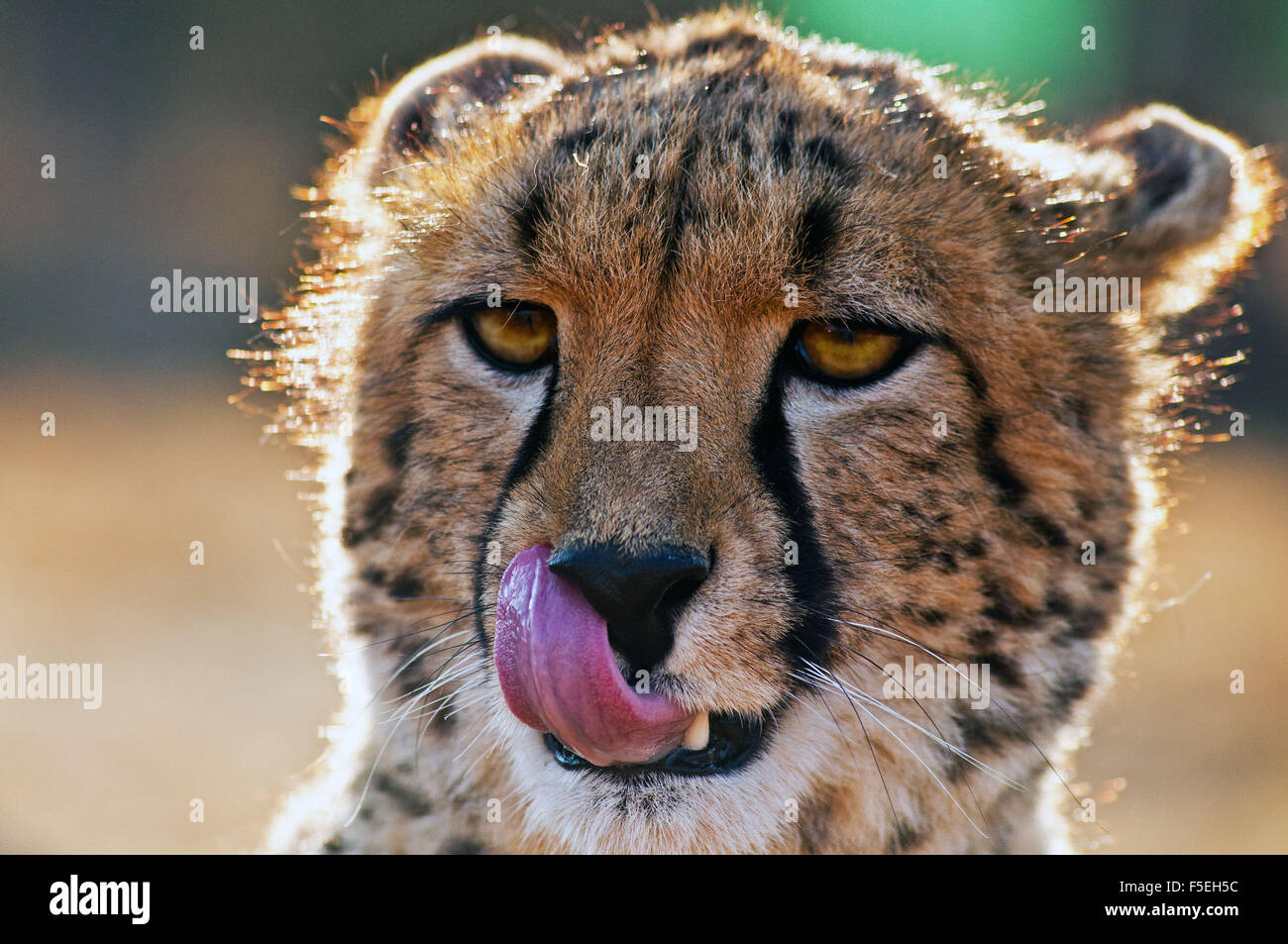 Portrait of a Cheetah licking its lips, South Africa Stock Photo - Alamy