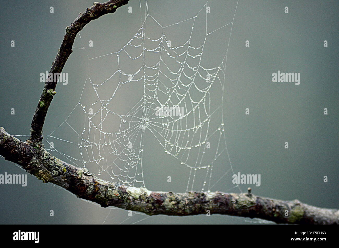 Close-up of a spider web on a branch covered in dew Stock Photo - Alamy