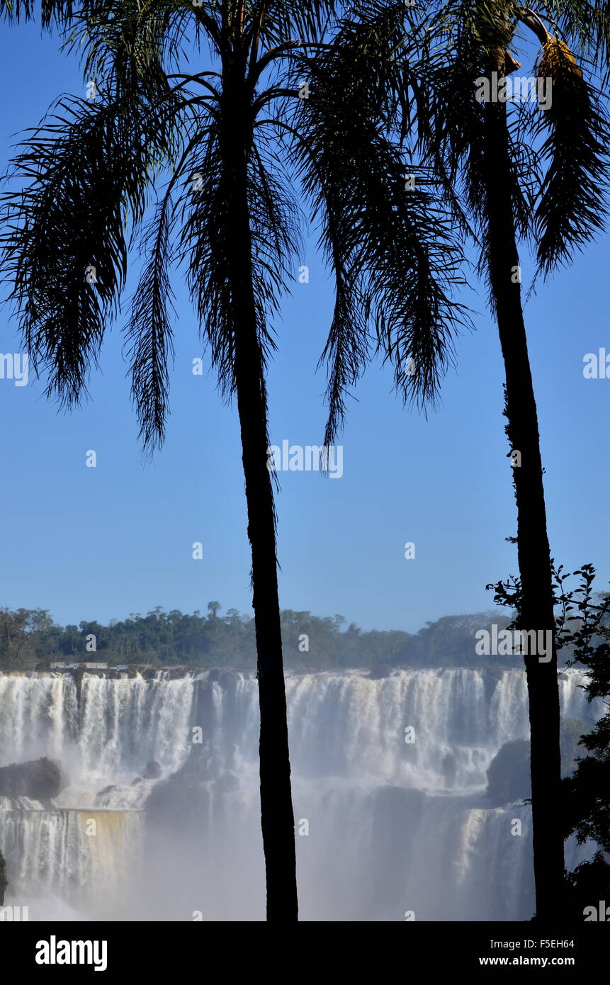 Iguazu falls and palm trees, Argentina Stock Photo - Alamy