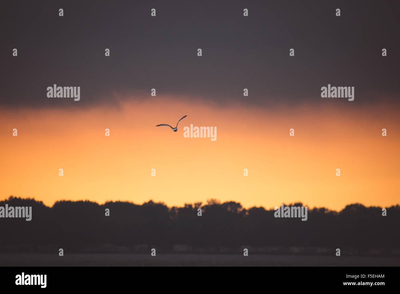 Flying bird lake hi-res stock photography and images - Alamy