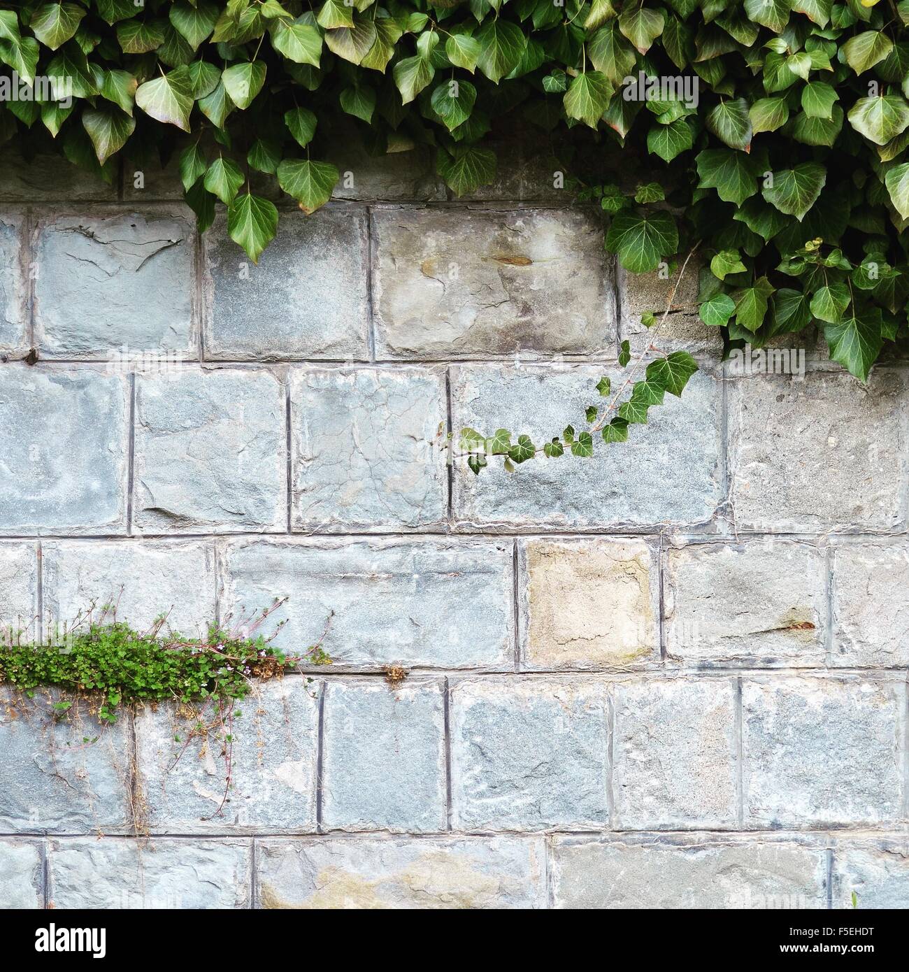 Ivy growing on a wall Stock Photo - Alamy