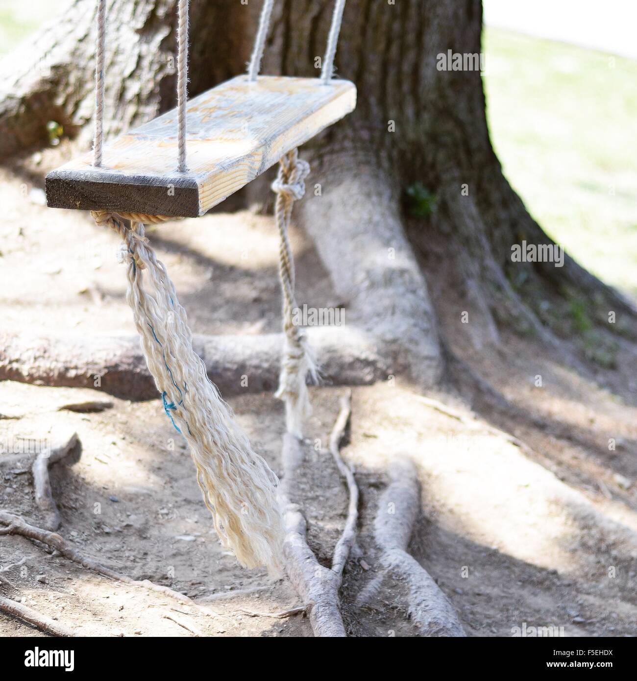 Hanging from a trunk hi-res stock photography and images - Alamy