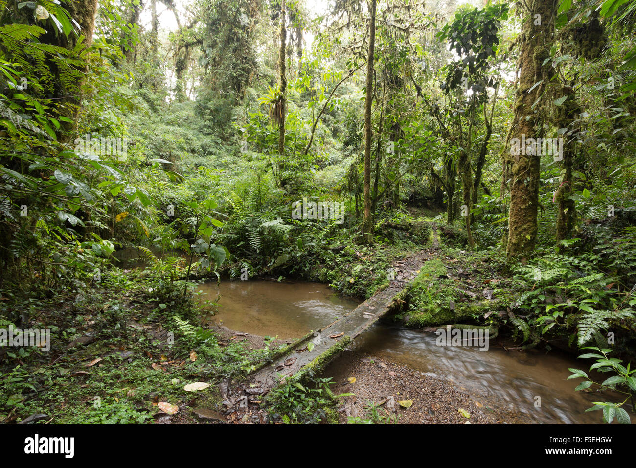 Cloudforest bridge hi-res stock photography and images - Alamy