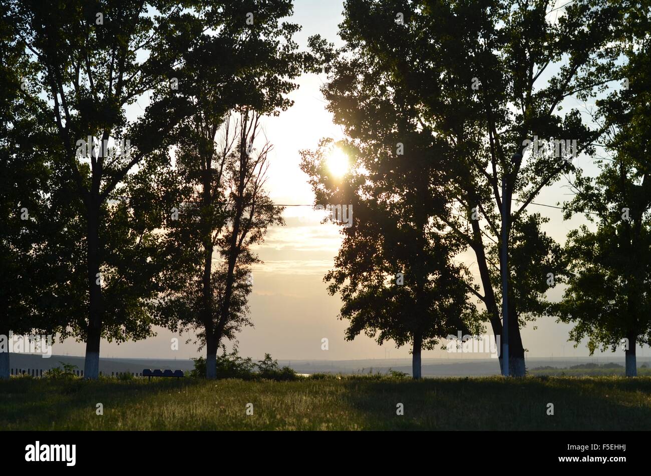 Sunset coming through trees in the park, Romania Stock Photo - Alamy