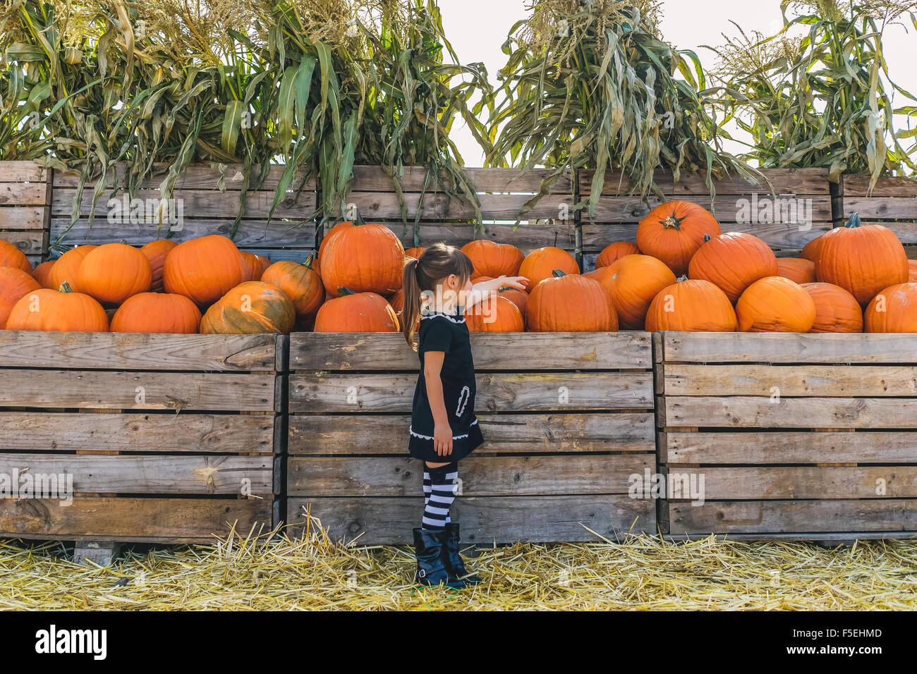 Girl picking out pumpkins at pumpkin farm Stock Photo - Alamy