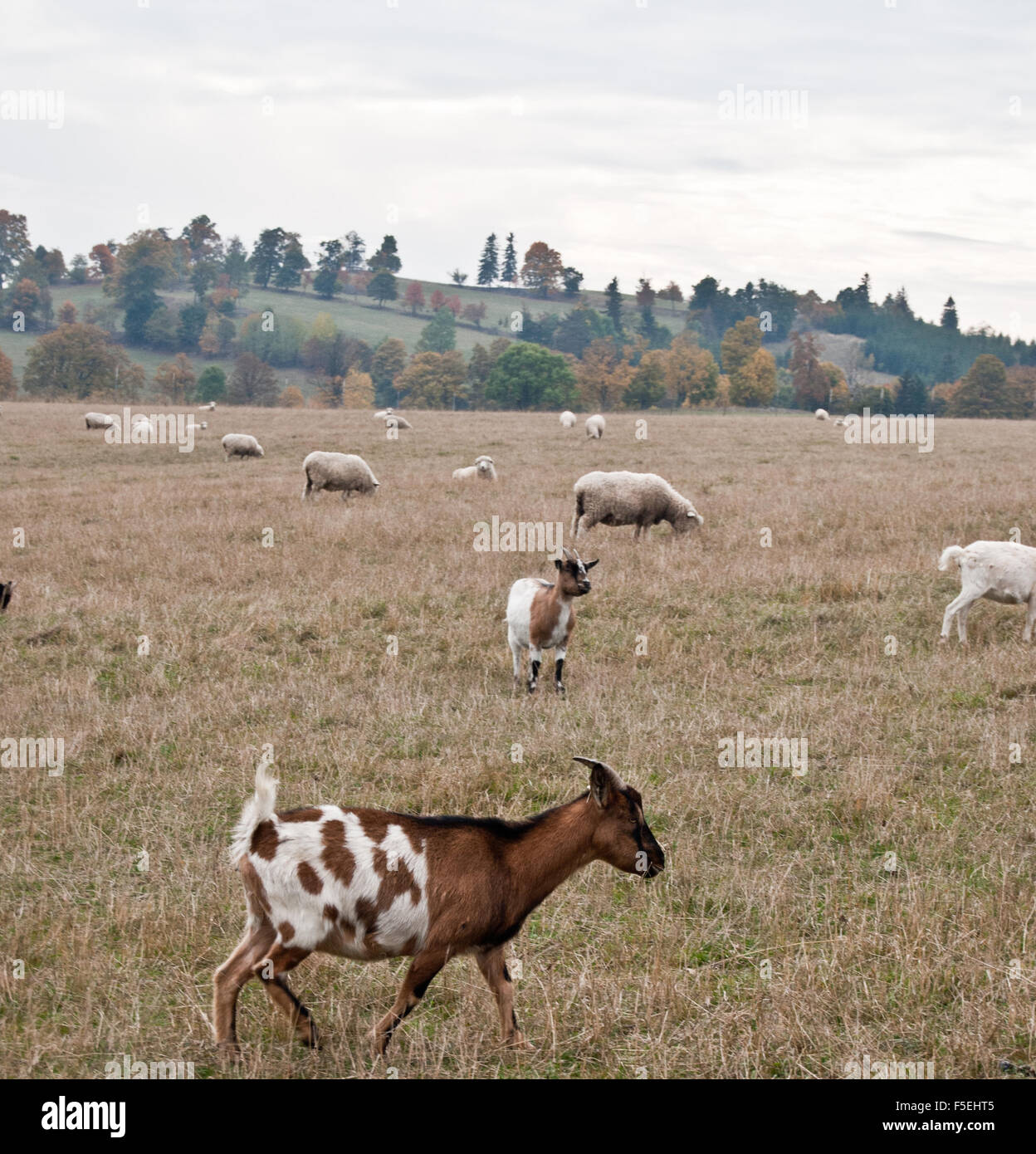 goats and sheep on autumn countryside with colourful trees Stock Photo ...