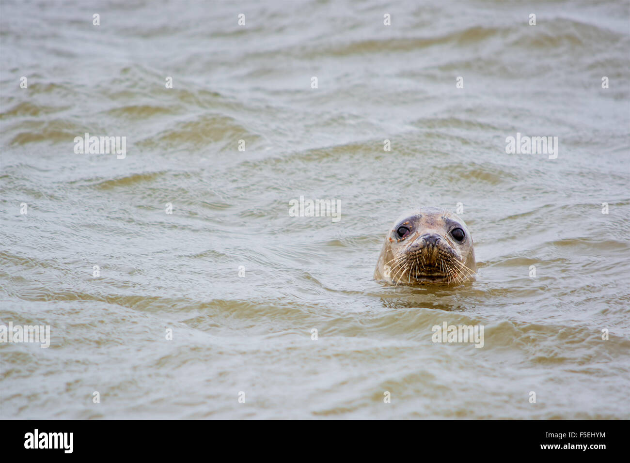 Seal in sea animal head hi-res stock photography and images - Alamy