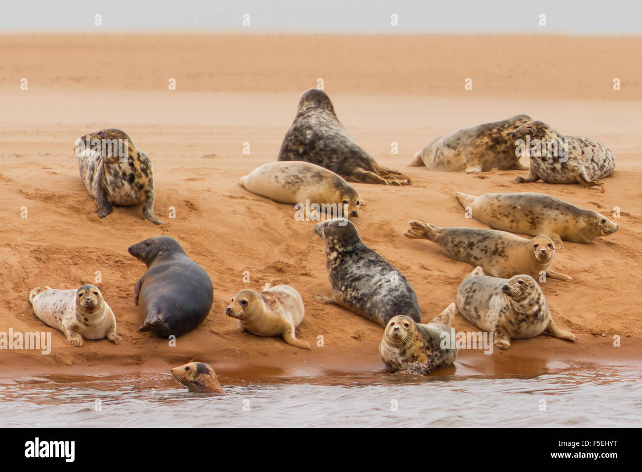 Pod of seals lying on a sandbank hi-res stock photography and images ...