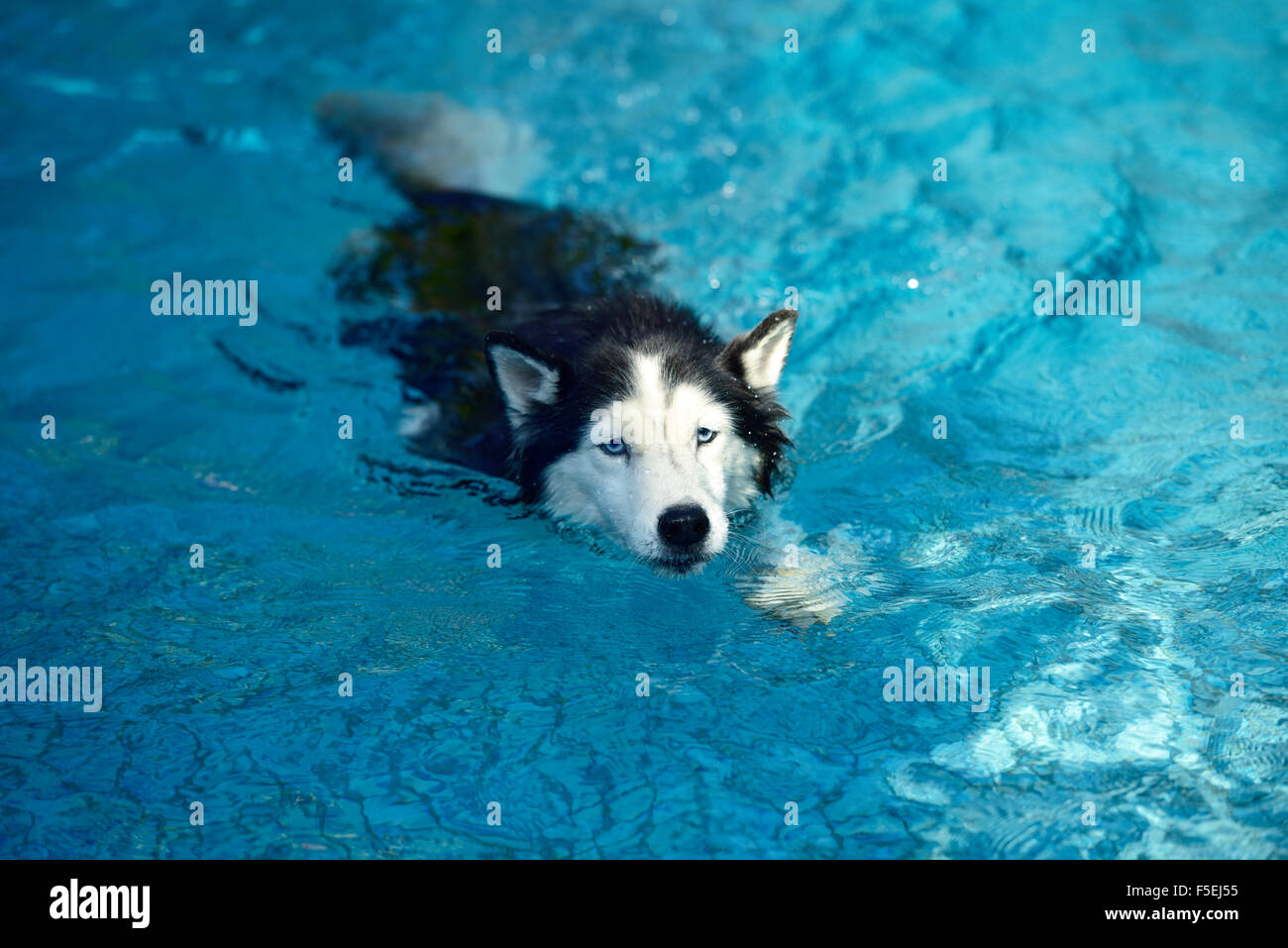 Are Siberian Huskies Good Swimmers