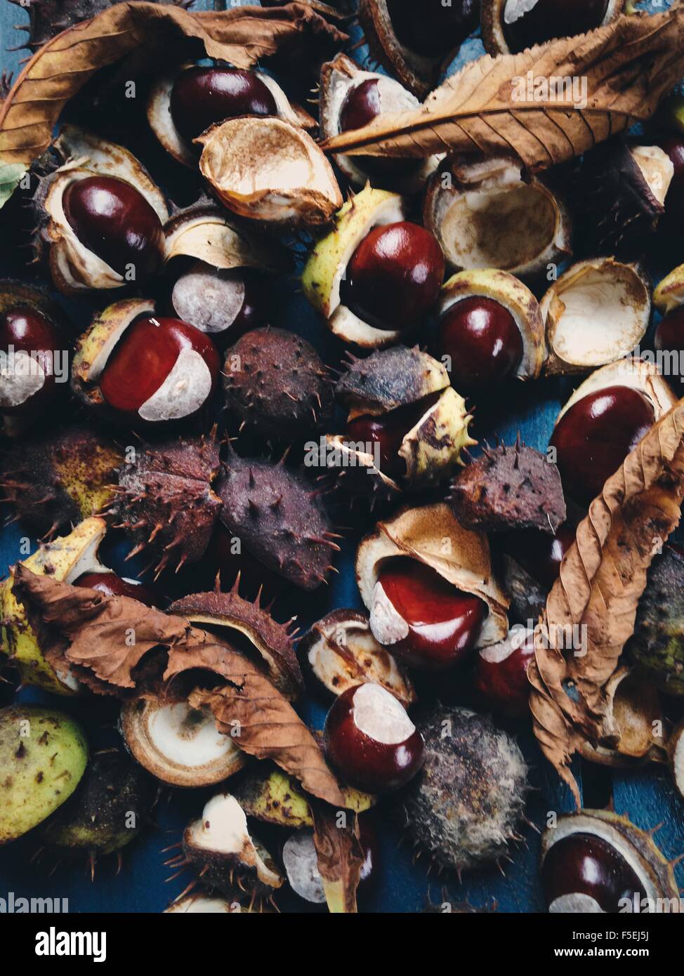 Vertical shot chestnuts hi-res stock photography and images - Alamy