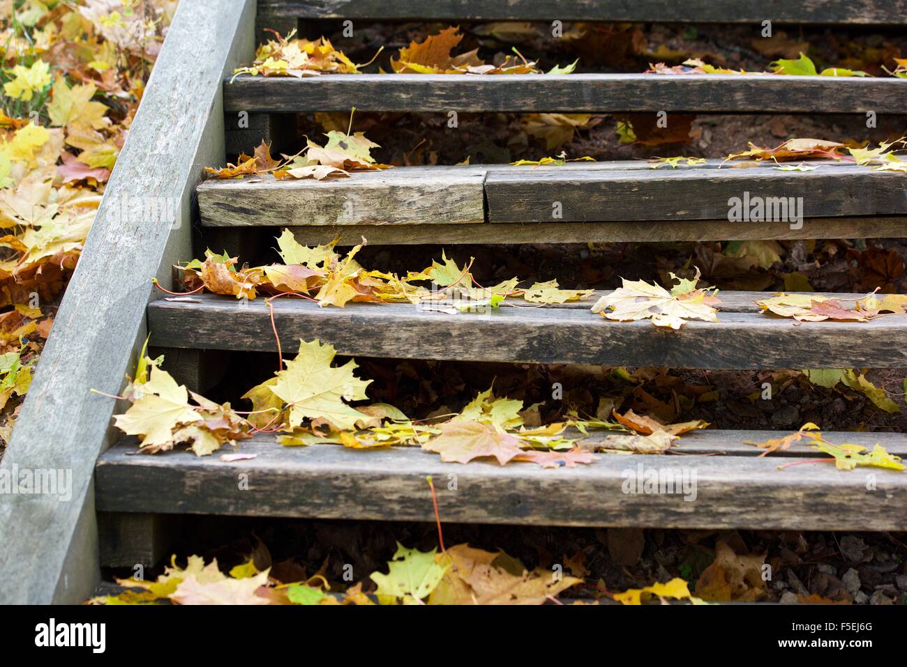 Autumn leaves on wooden steps Stock Photo - Alamy