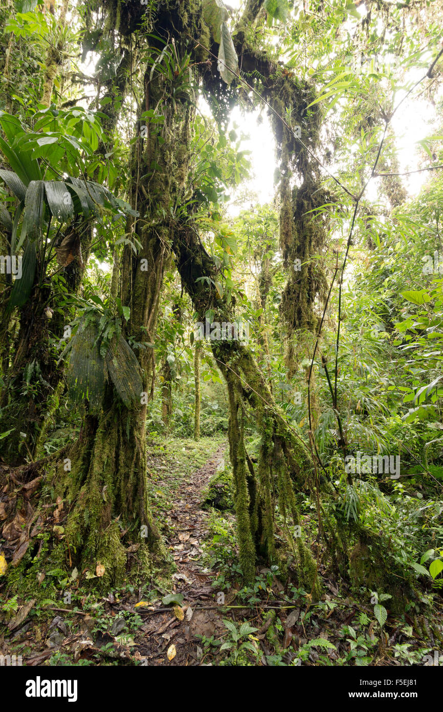 Path running through Cloudforest at 2,200m elevation on the Amazonian ...