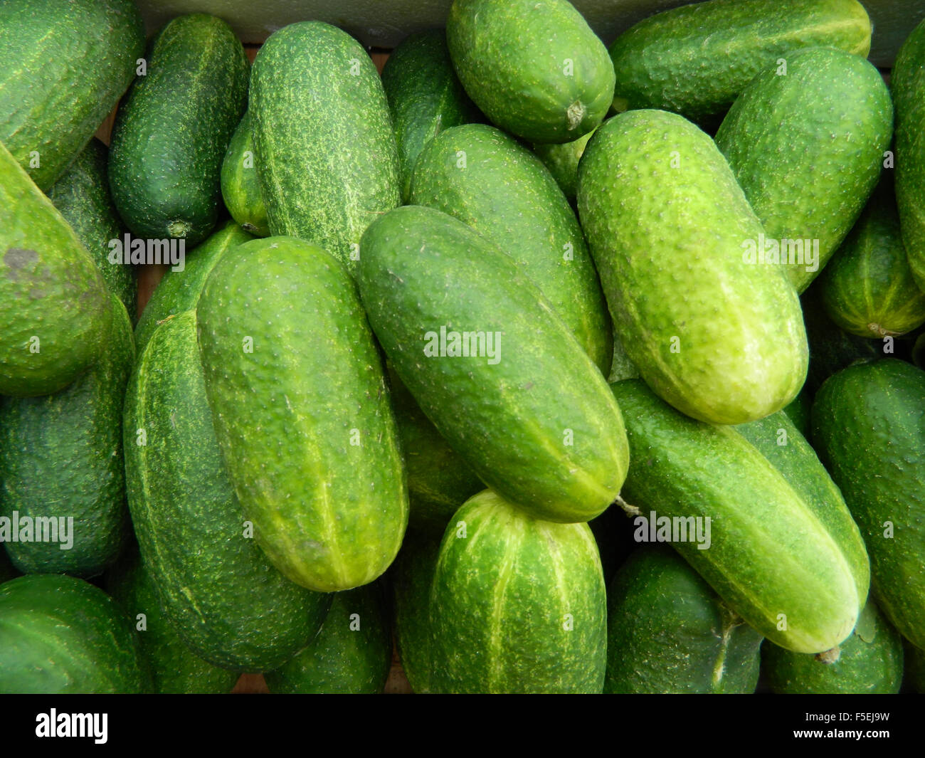 Cucumber domestic on the market waiting to be sold Stock Photo - Alamy